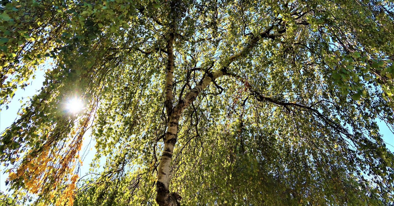 Trauerweide am richtigen Ort in Außerhalb Salzburgs | Schöne Heimat Fotoblog SN.at